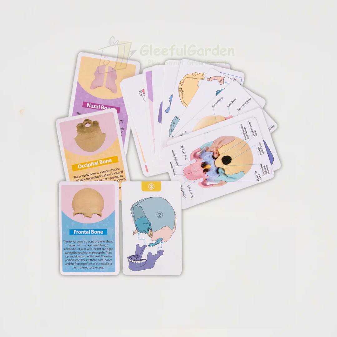STEAM 3D human Skull Puzzle