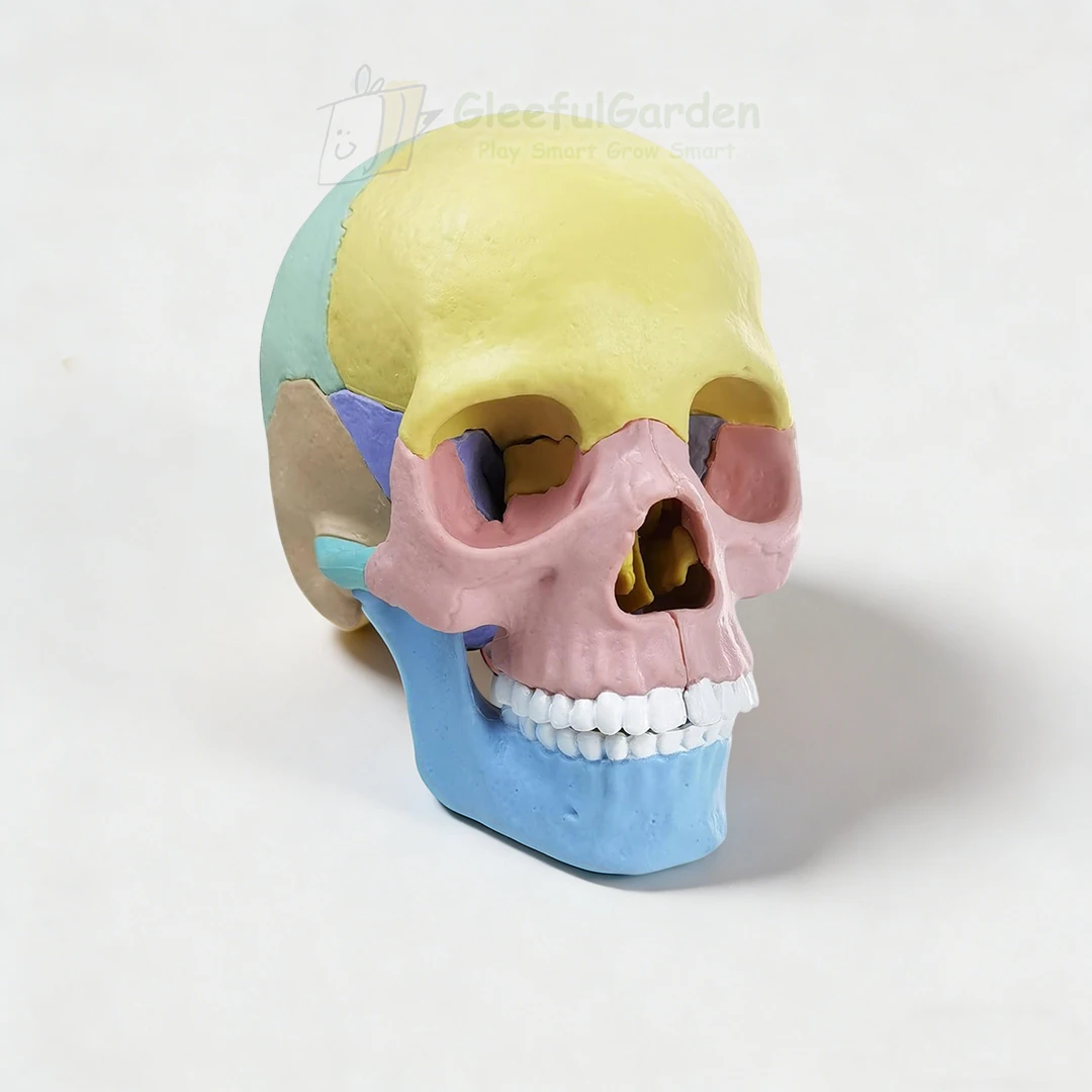 STEAM 3D human Skull Puzzle