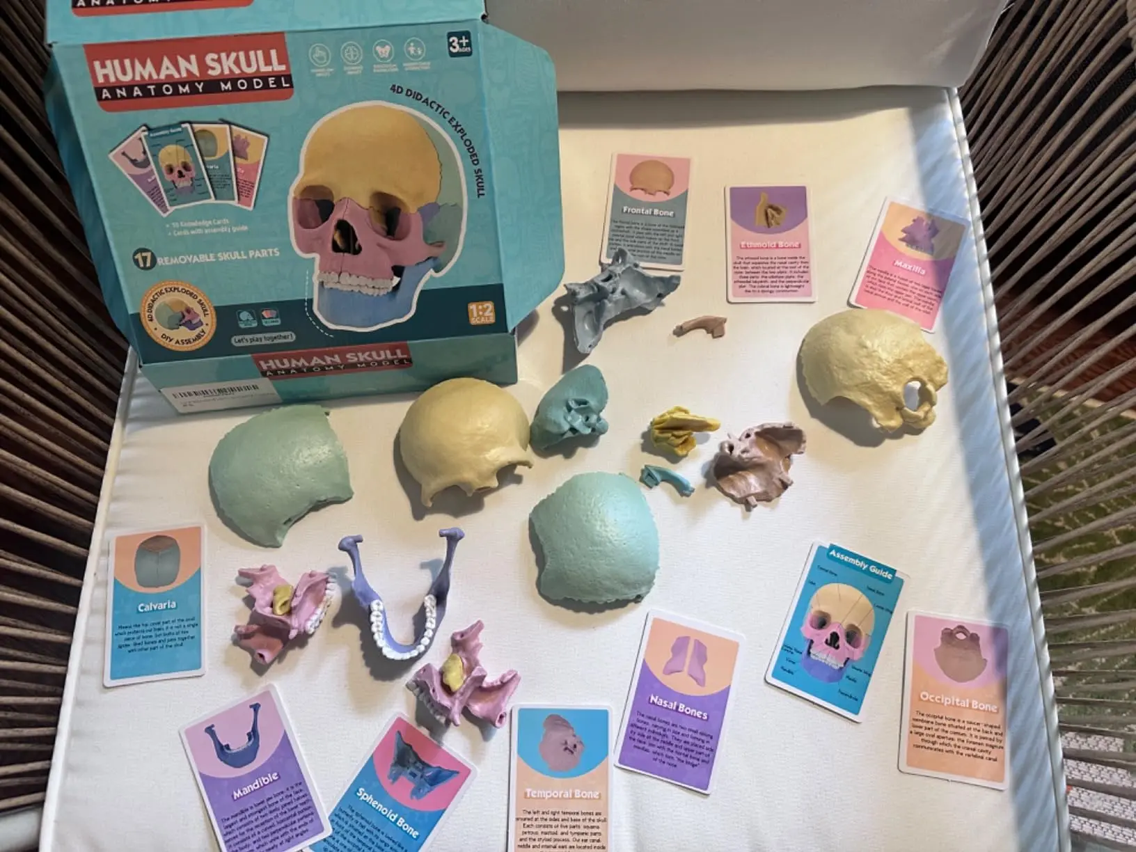 STEAM 3D human Skull Puzzle