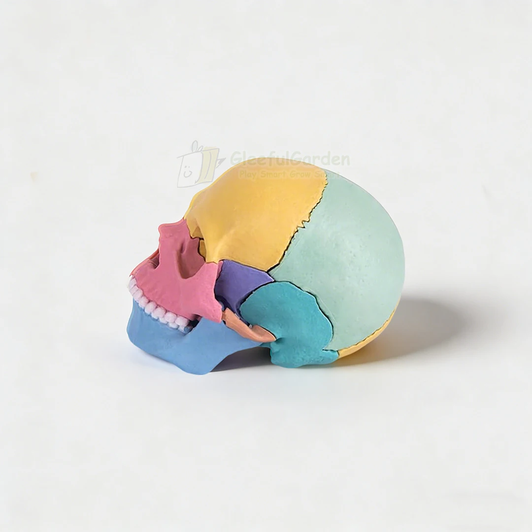 STEAM 3D human Skull Puzzle