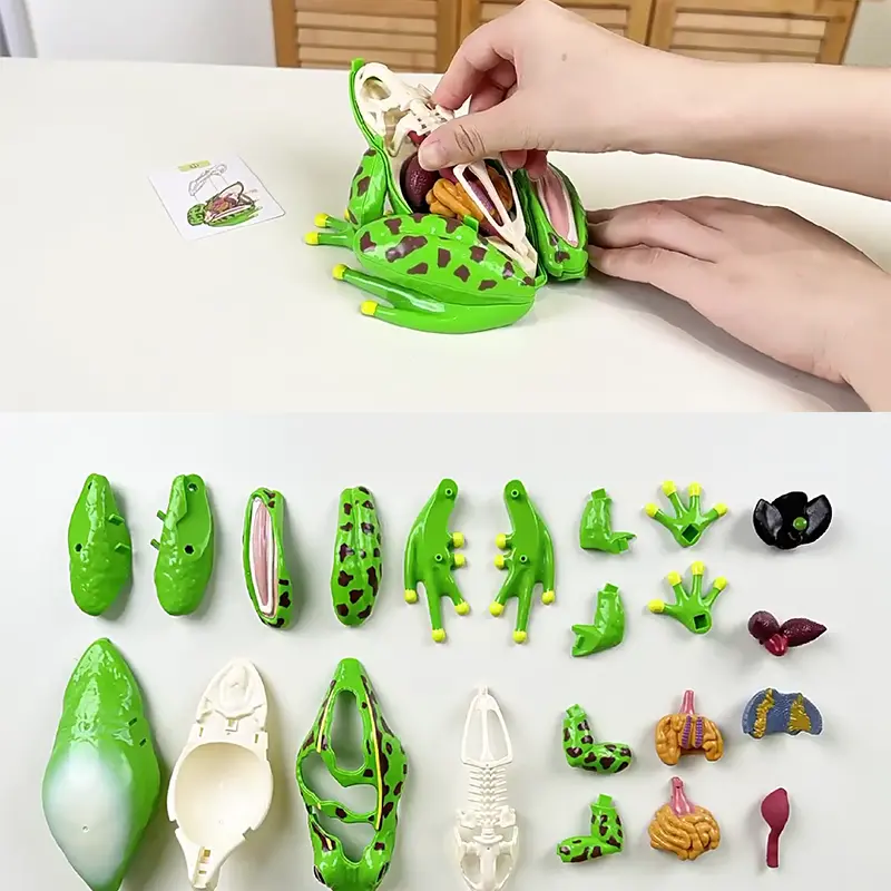 Super Frog Anatomy STEM Building Kit