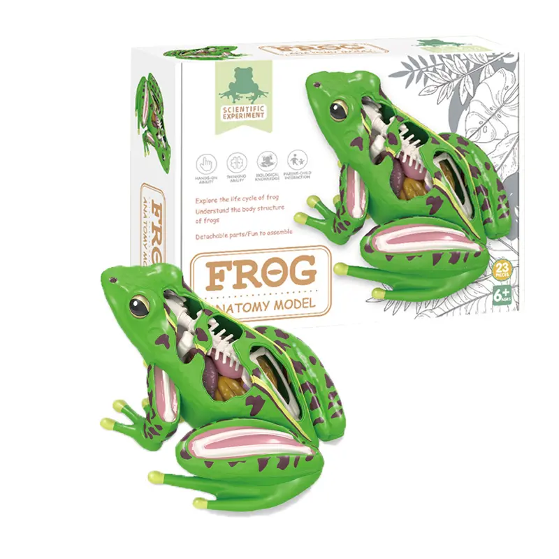 Super Frog Anatomy STEM Building Kit